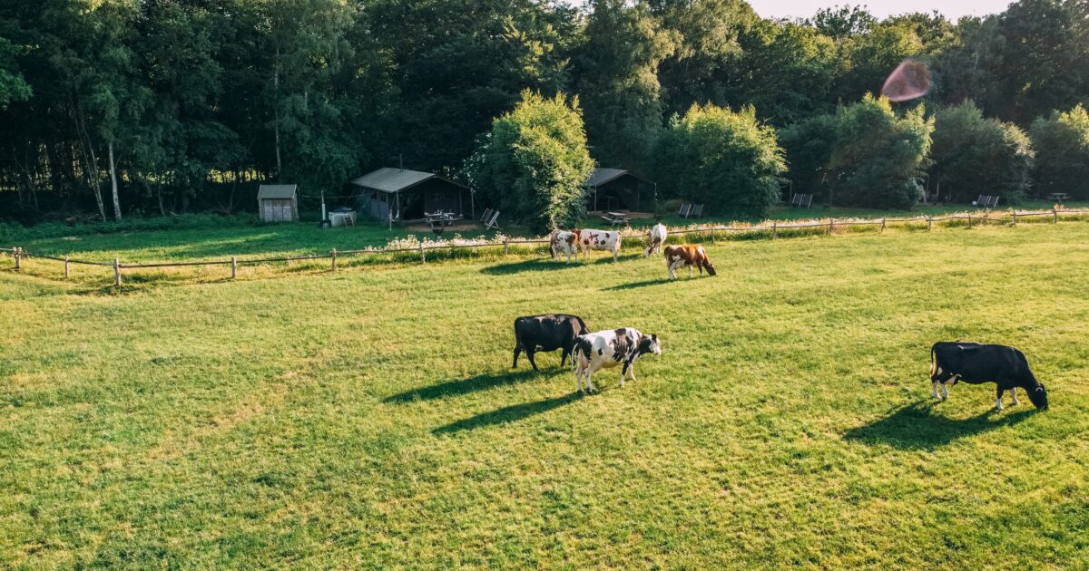 The story of Feather Down farms: the glamping pioneers - Feather Down