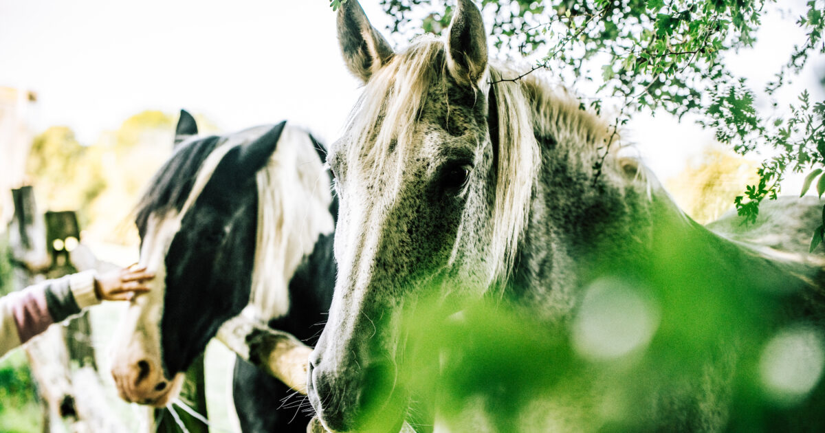 Family Farm Stays & Glamping in Devon - Feather Down