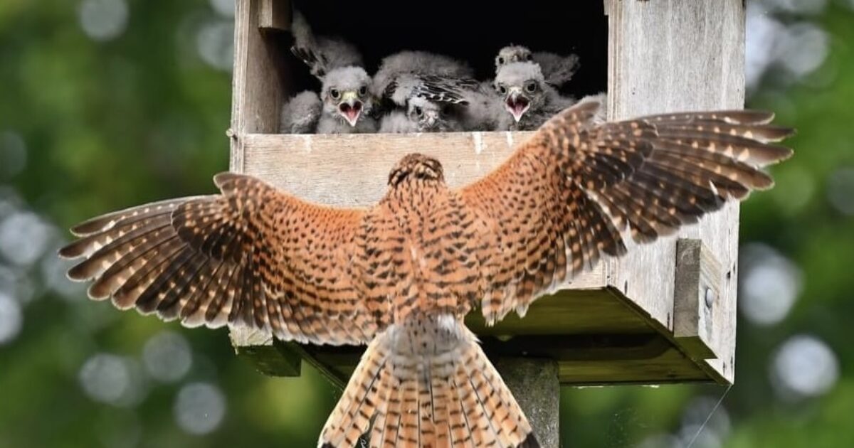 Rewilding the British Countryside| What it Means & How to do it ...